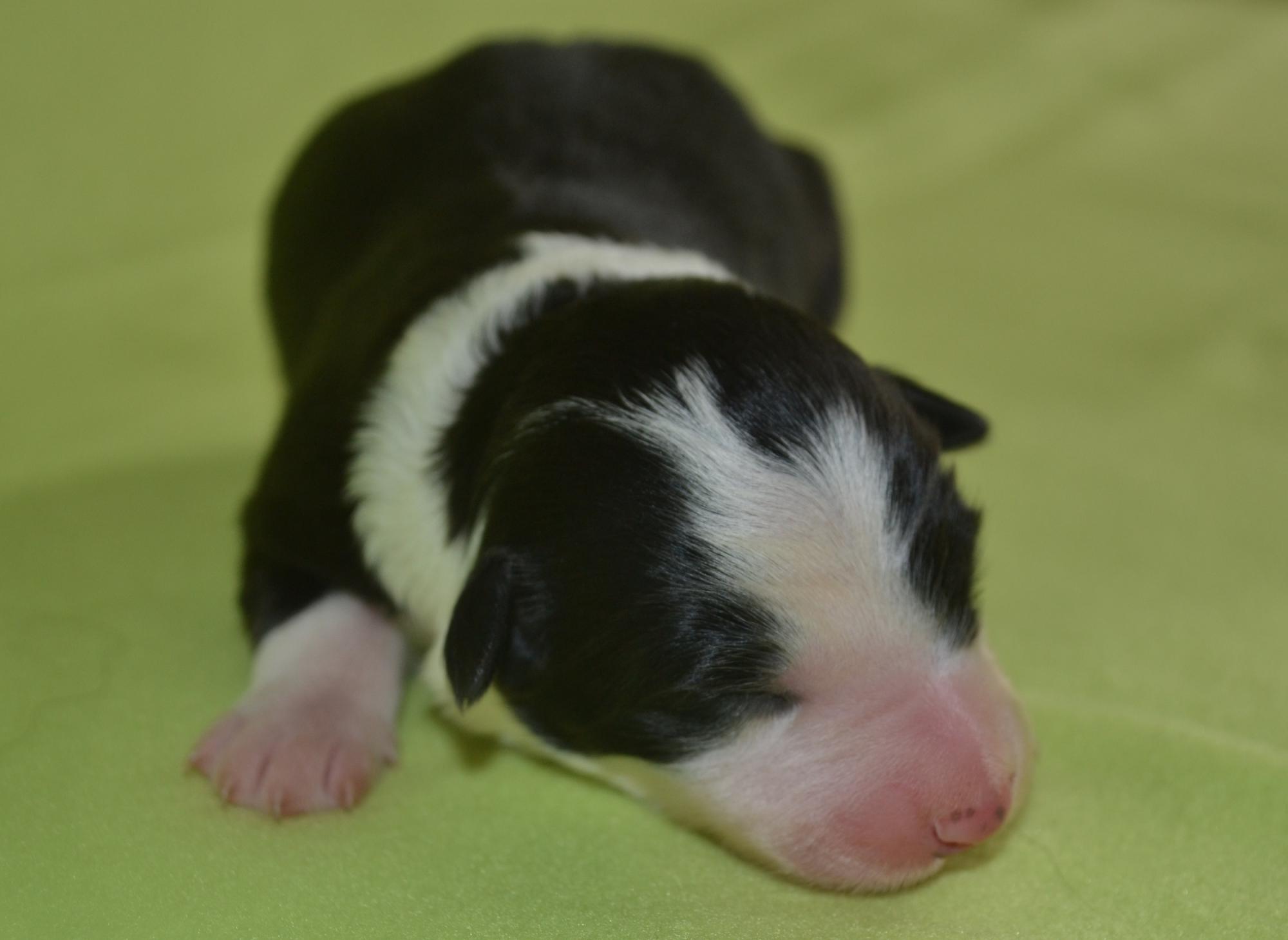 ´Beauly Firth´ - Border Collie- Zucht aus Niedersachsen (VDH/FCI ...
